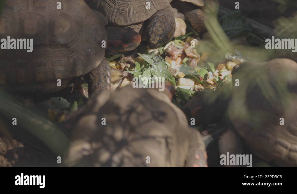 Tortoises in nature Stock Videos & Footage - HD and 4K Video Clips - Alamy