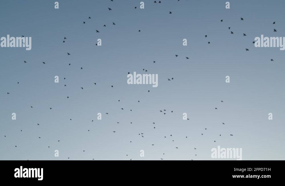 Upward view flying bird Stock Videos & Footage - HD and 4K Video Clips ...