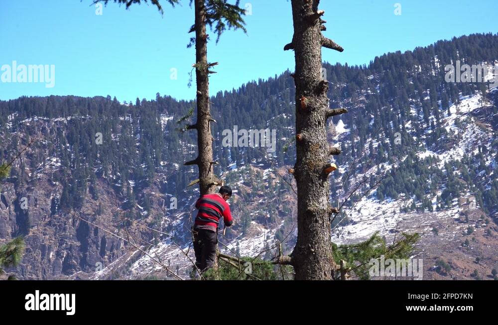 Man cutting tree Stock Videos & Footage - HD and 4K Video Clips - Alamy