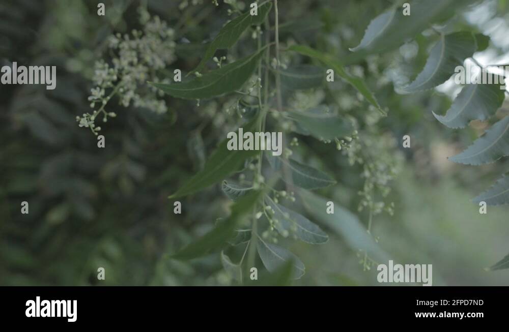 Neem tree leaves Stock Videos & Footage - HD and 4K Video Clips - Alamy