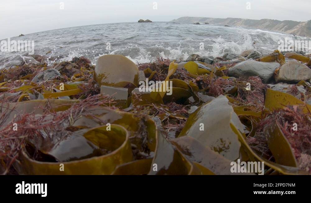Kelps are large brown algae seaweeds Stock Videos & Footage - HD and 4K ... Kelps are large brown algae seaweeds Stock Videos & Footage - HD and 4K ...