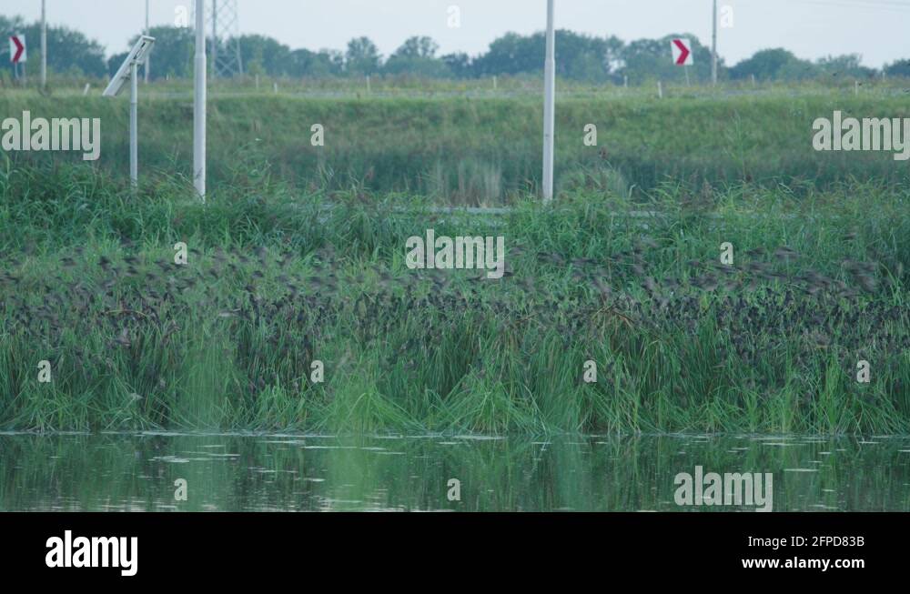 Starlings gathering Stock Videos & Footage - HD and 4K Video Clips - Alamy