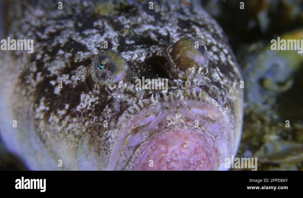 The poisonous fish Atlantic stargazer moves its eyes, extreme close-up ...