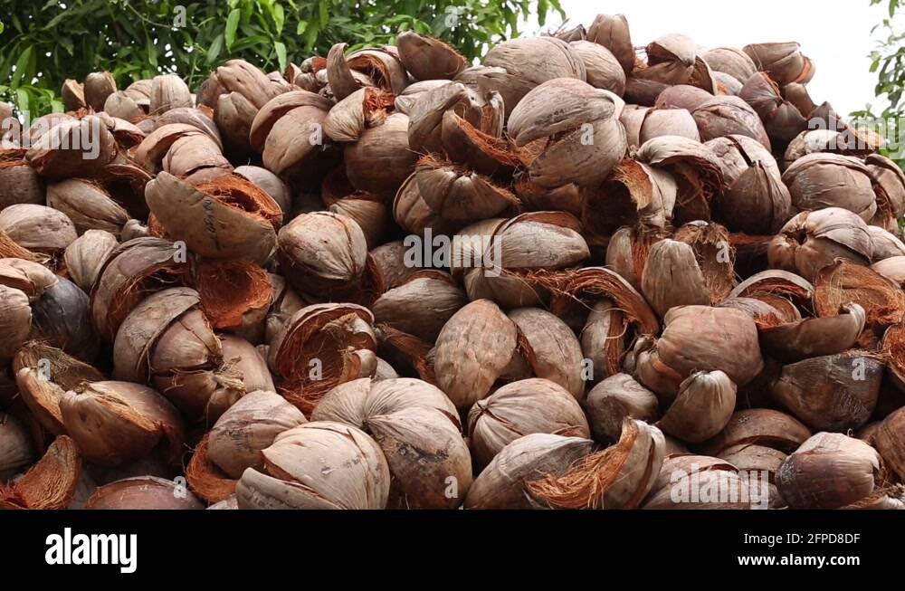 Dried coconut Stock Videos & Footage - HD and 4K Video Clips - Alamy