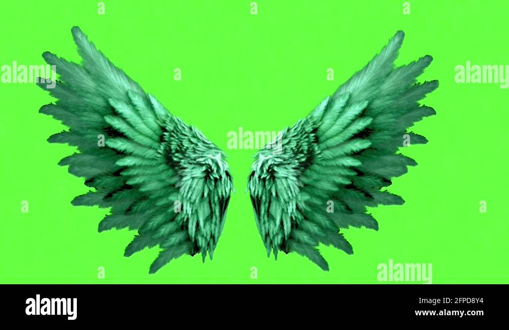 real angel feather wings fantasy on a green screen background Stock ...