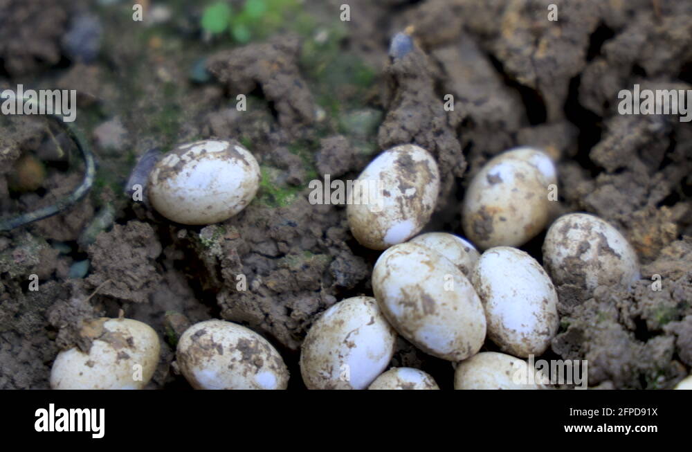 Most common snake Stock Videos & Footage - HD and 4K Video Clips - Alamy