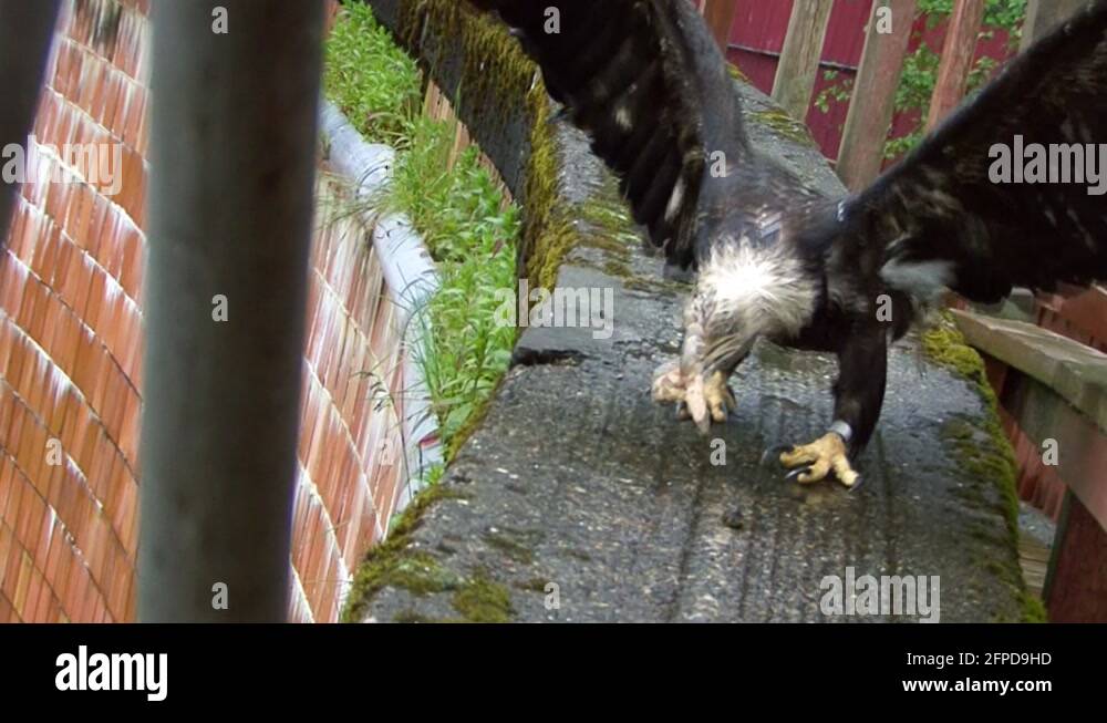 Bald eagle grabbing Stock Videos & Footage - HD and 4K Video Clips - Alamy