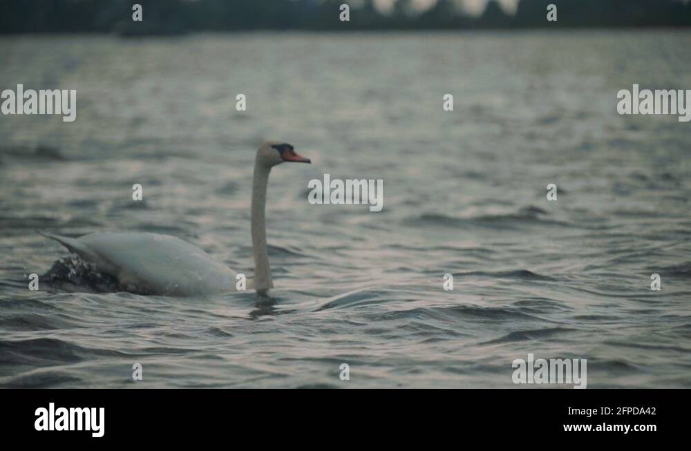 Taking off swan Stock Videos & Footage - HD and 4K Video Clips - Alamy