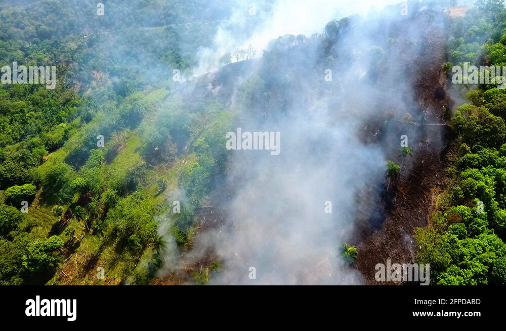 Jungle fire smoke Stock Videos & Footage - HD and 4K Video Clips - Alamy