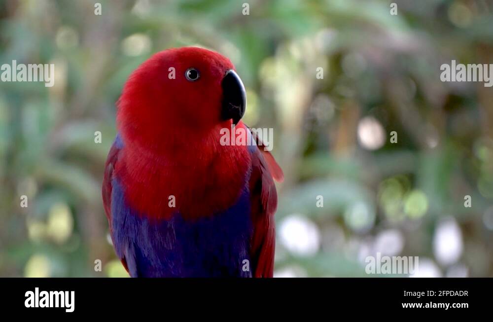 Female red sided eclectus parrot eclectus Stock Videos & Footage - HD ...