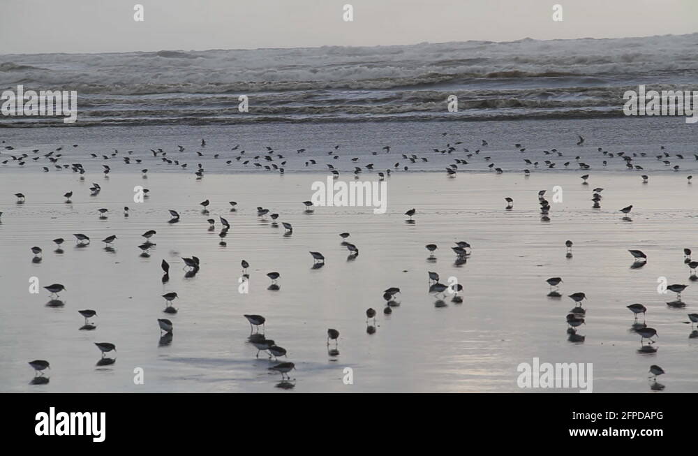 Bird crowd Stock Videos & Footage - HD and 4K Video Clips - Alamy