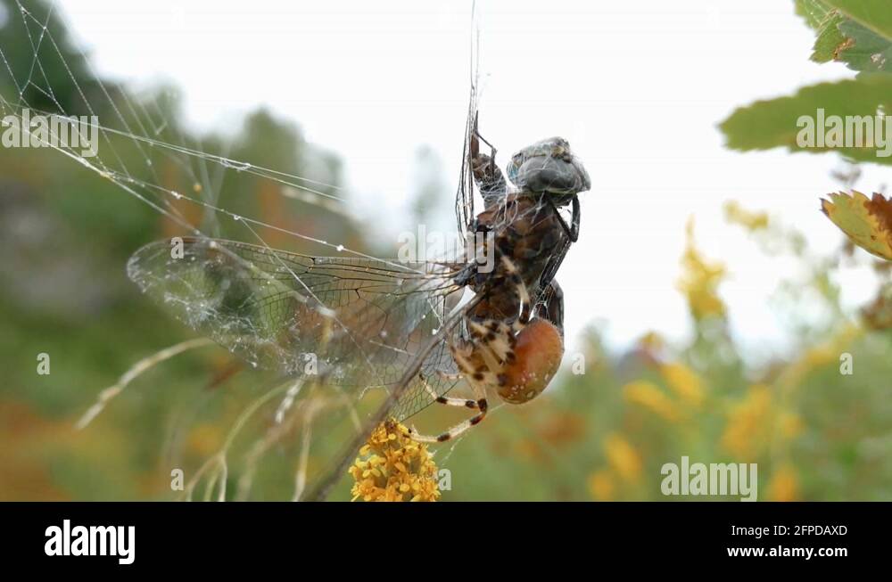 Captured by spider in web Stock Videos & Footage - HD and 4K Video ...