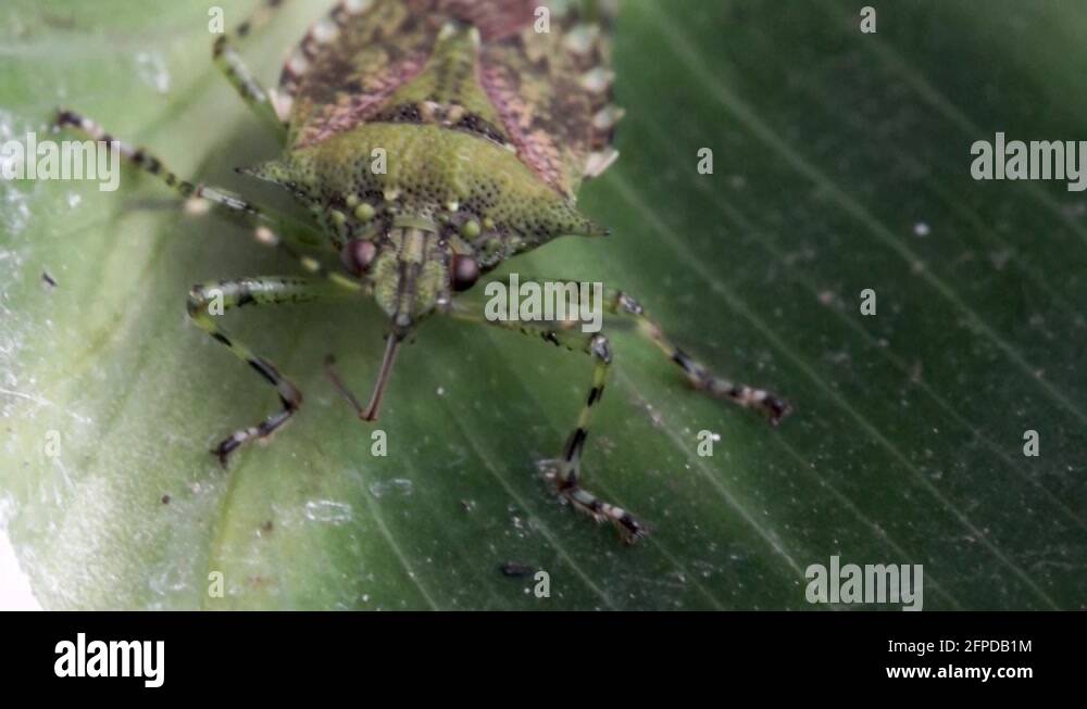 Proboscis antennae eyes Stock Videos & Footage - HD and 4K Video Clips ...