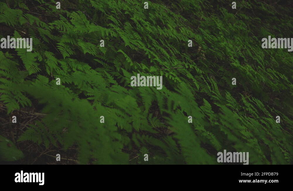 Temperate rainforest ferns Stock Videos & Footage - HD and 4K Video ...