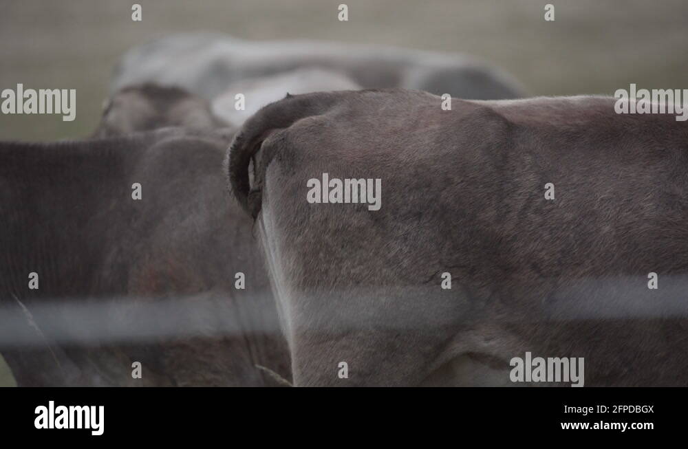 Swat insects Stock Videos & Footage - HD and 4K Video Clips - Alamy