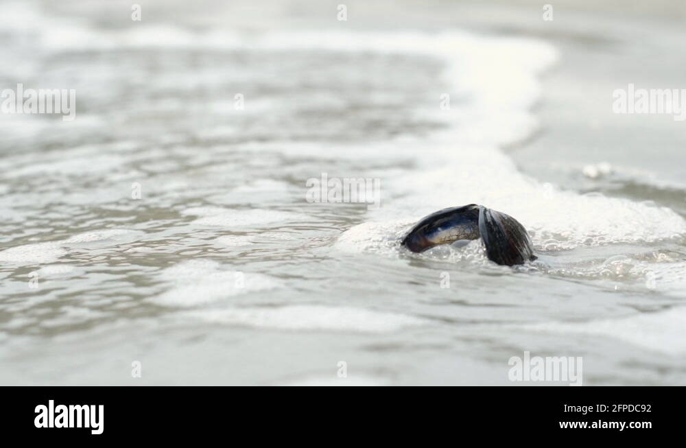 Clam shell on beach shore Stock Videos & Footage - HD and 4K Video ...