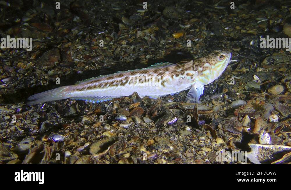 The poisonous fish Greater weever (Trachinus draco) leaves the frame ...