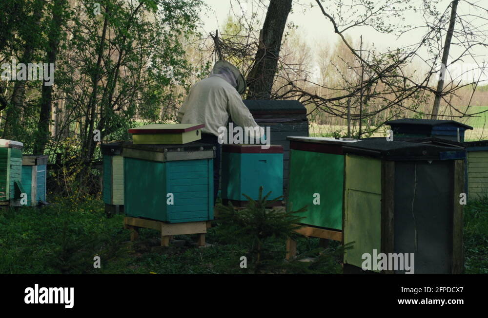 A bee keeper inspects a hive of honey bees Stock Videos & Footage - HD ...