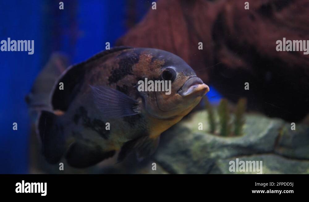 Tiger oscar cichlid Stock Videos & Footage - HD and 4K Video Clips - Alamy