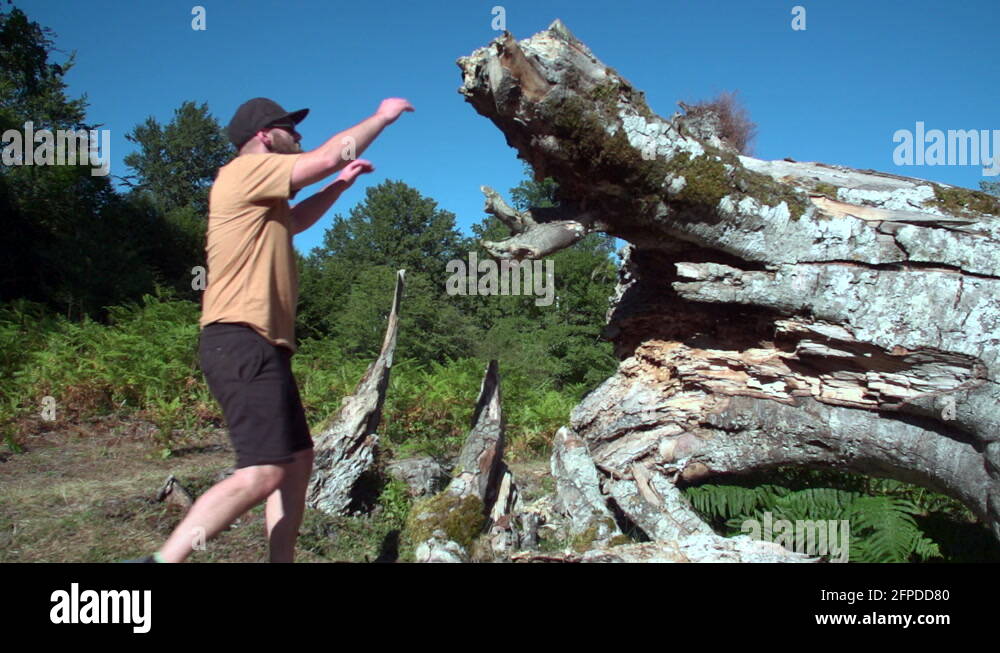 Rotten and fallen tree Stock Videos & Footage - HD and 4K Video Clips ...