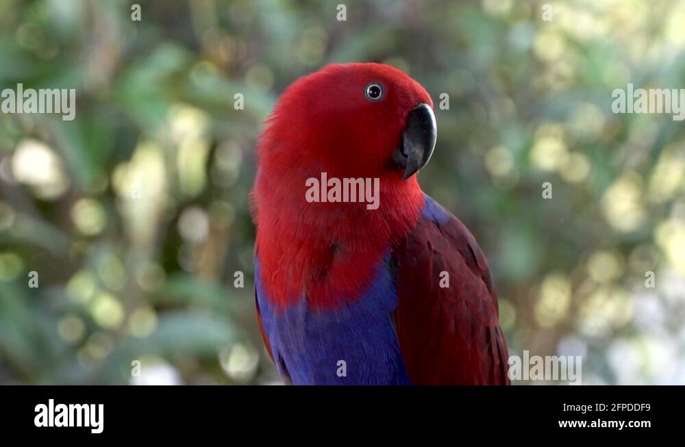 Parrot alert Stock Videos & Footage - HD and 4K Video Clips - Alamy
