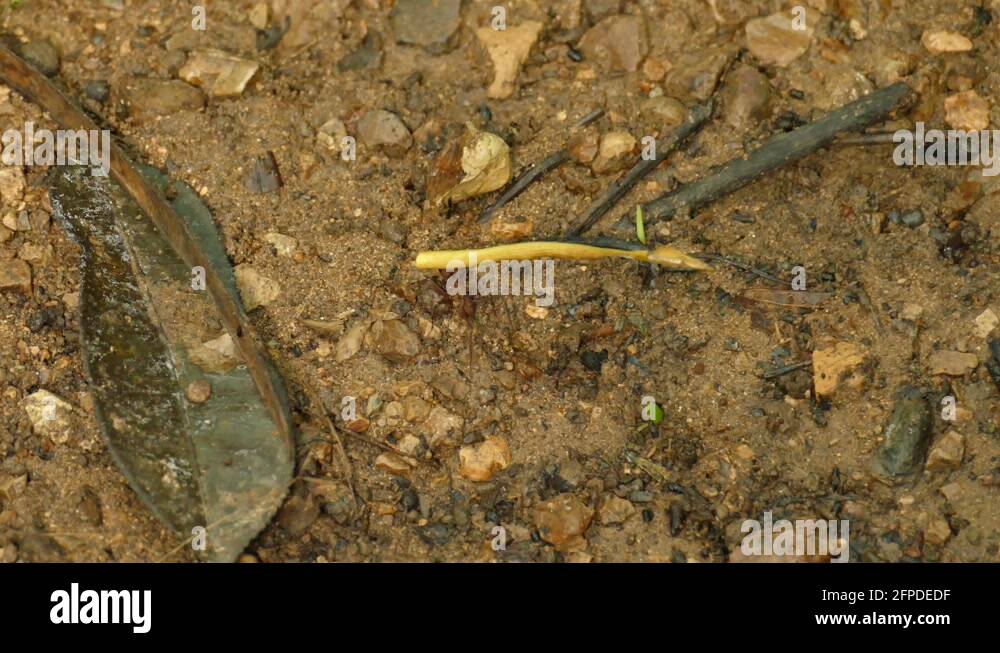 Rolled up leaf Stock Videos & Footage - HD and 4K Video Clips - Alamy