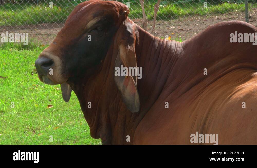 Bull hump Stock Videos & Footage - HD and 4K Video Clips - Alamy