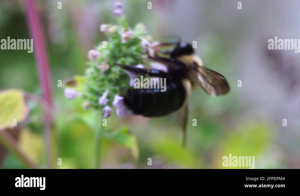 Bombus genus Stock Videos & Footage - HD and 4K Video Clips - Alamy