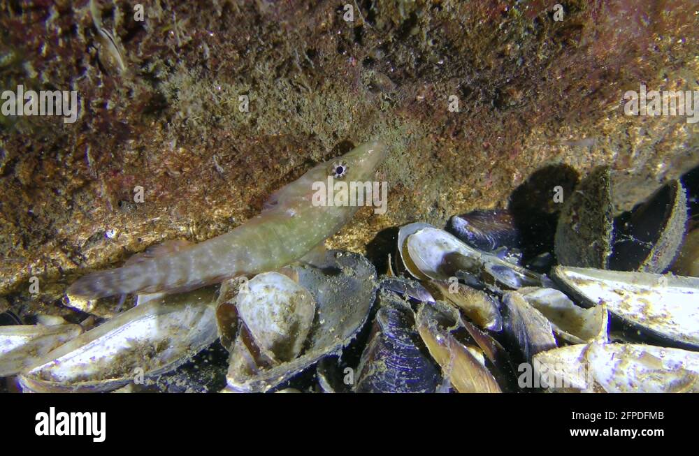 Candolles dobbeltsuger Stock Videos & Footage - HD and 4K Video Clips ...