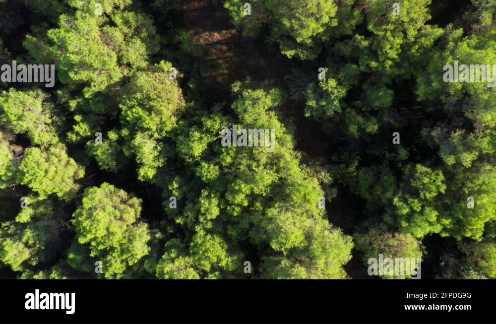 Ascending aerial top down of tree tops in forest lighting from sun ...