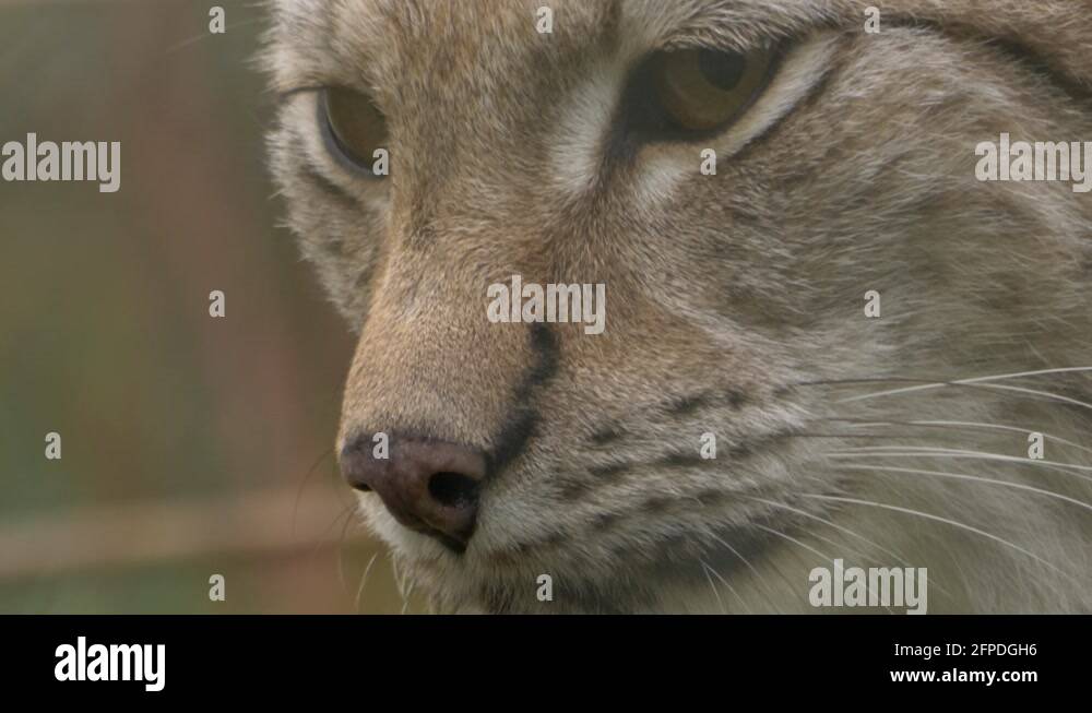 Lynx eyes Stock Videos & Footage - HD and 4K Video Clips - Alamy