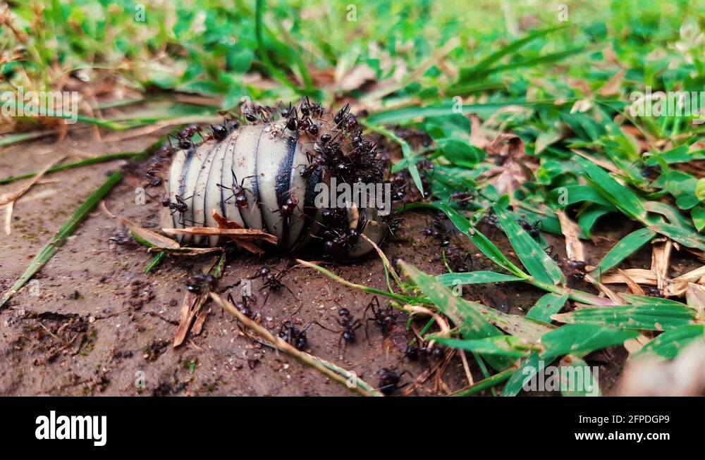 Hungry ants Stock Videos & Footage - HD and 4K Video Clips - Alamy
