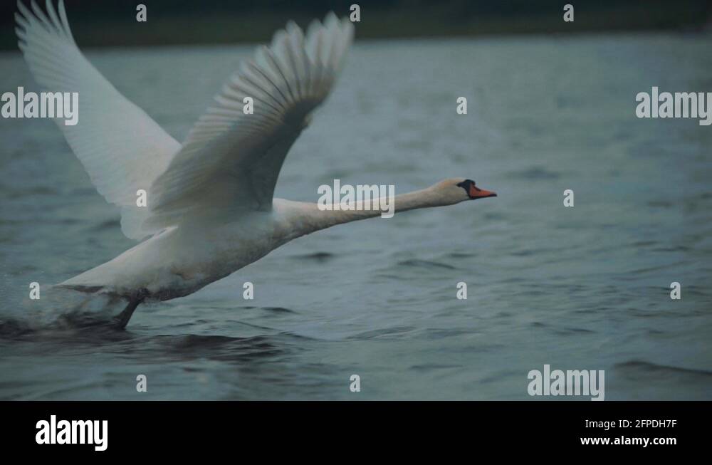 Swan feet Stock Videos & Footage - HD and 4K Video Clips - Alamy