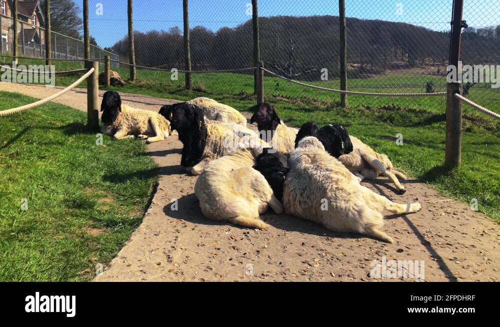 Somali sheep Stock Videos & Footage - HD and 4K Video Clips - Alamy
