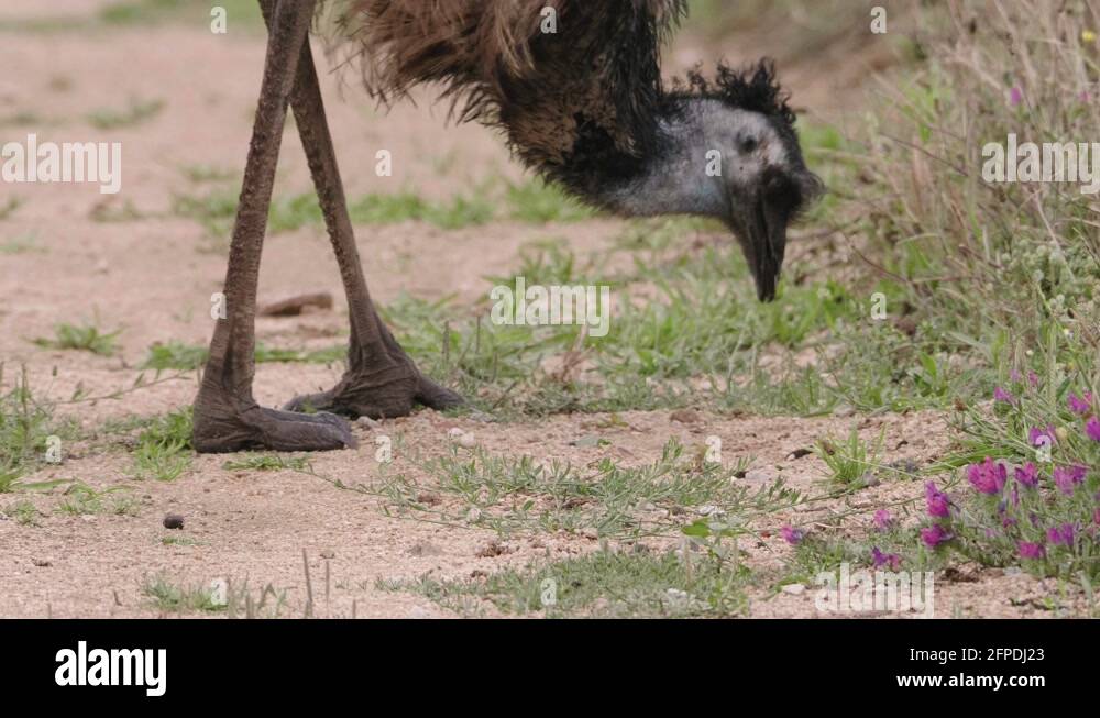 Emu closeup view Stock Videos & Footage - HD and 4K Video Clips - Alamy