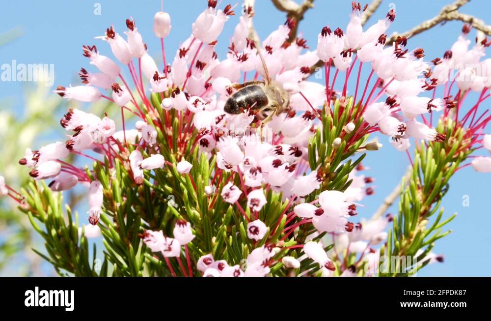 Buzz pollination Stock Videos & Footage - HD and 4K Video Clips - Alamy
