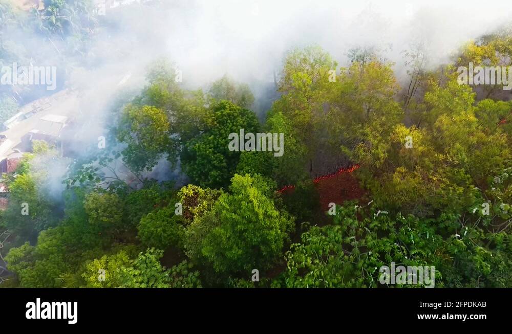 Jungle danger Stock Videos & Footage - HD and 4K Video Clips - Alamy