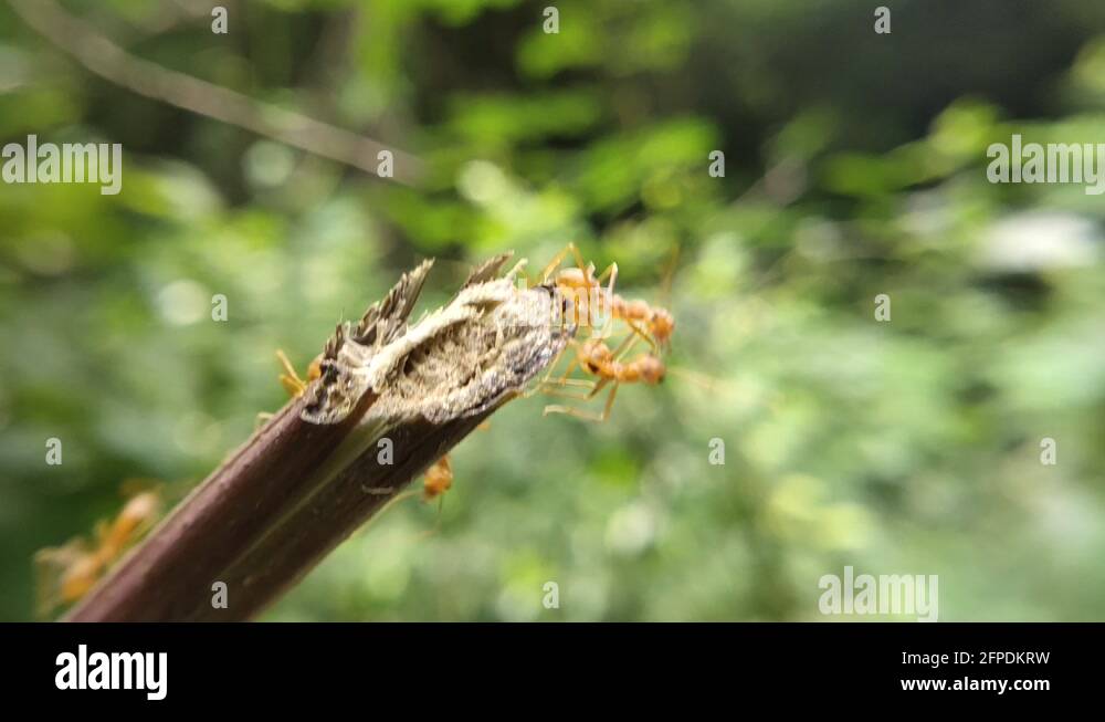 Red ant bridge Stock Videos & Footage - HD and 4K Video Clips - Alamy