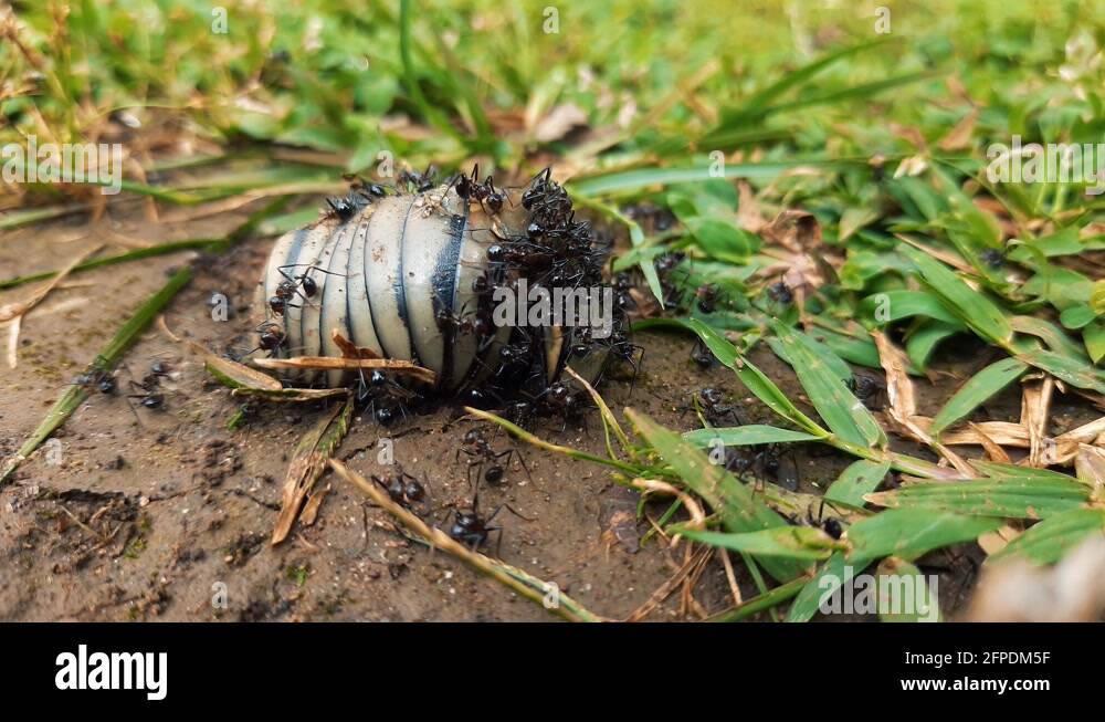 Ants feeding insect Stock Videos & Footage - HD and 4K Video Clips - Alamy
