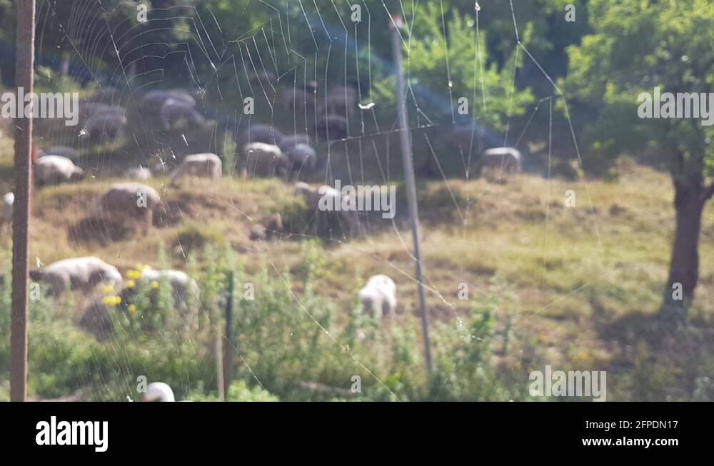 Tangled sheep Stock Videos & Footage - HD and 4K Video Clips - Alamy