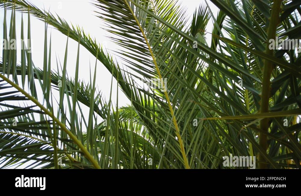 Palm tree leaves fronds Stock Videos & Footage - HD and 4K Video Clips ...