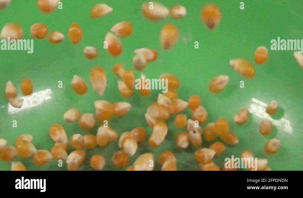 Corn kernel falling on a transparent container, on chroma background ...