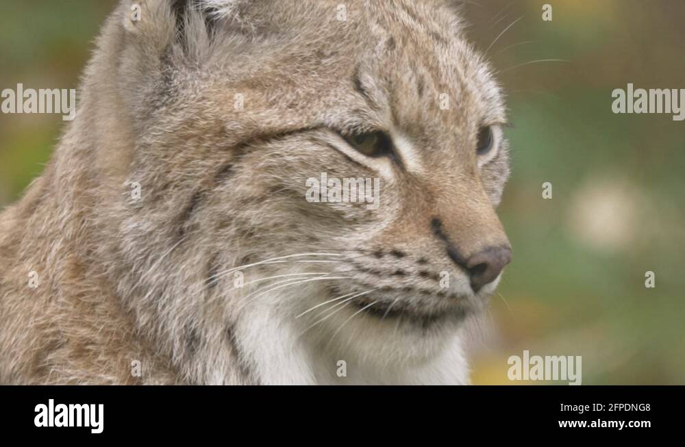 Eurasian lynx lynx lynx ears Stock Videos & Footage - HD and 4K Video ...