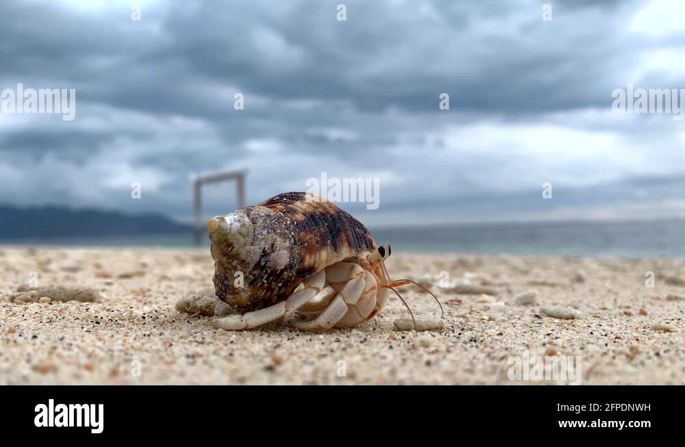 Sea shell crab Stock Videos & Footage - HD and 4K Video Clips - Alamy