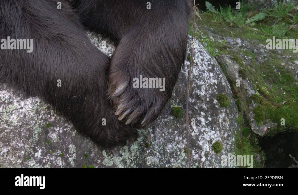 Paws crossed Stock Videos & Footage - HD and 4K Video Clips - Alamy