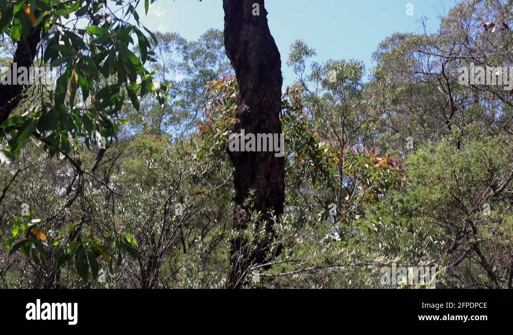 Gum tree park Stock Videos & Footage - HD and 4K Video Clips - Alamy