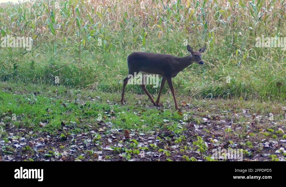 Whitetail deer corn field Stock Videos & Footage - HD and 4K Video ...