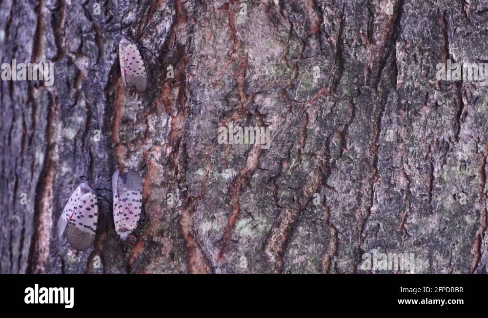 Bark flies Stock Videos & Footage - HD and 4K Video Clips - Alamy
