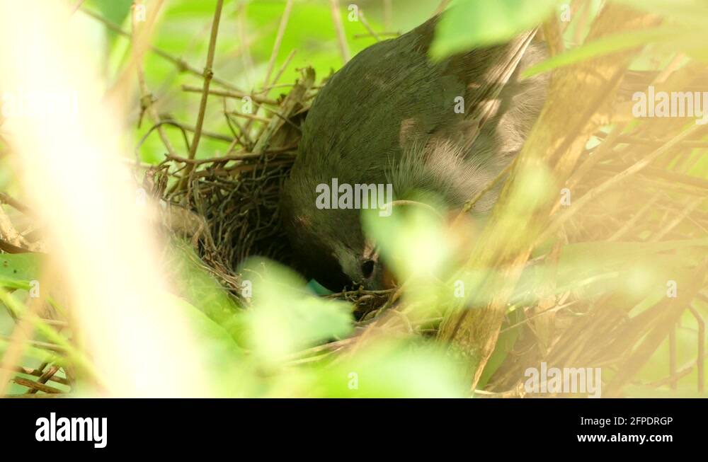 Brooding eggs in nest Stock Videos & Footage - HD and 4K Video Clips ...