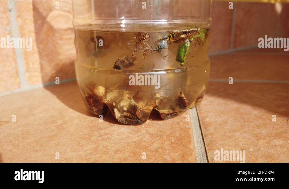 Plastic bugs Stock Videos & Footage - HD and 4K Video Clips - Alamy